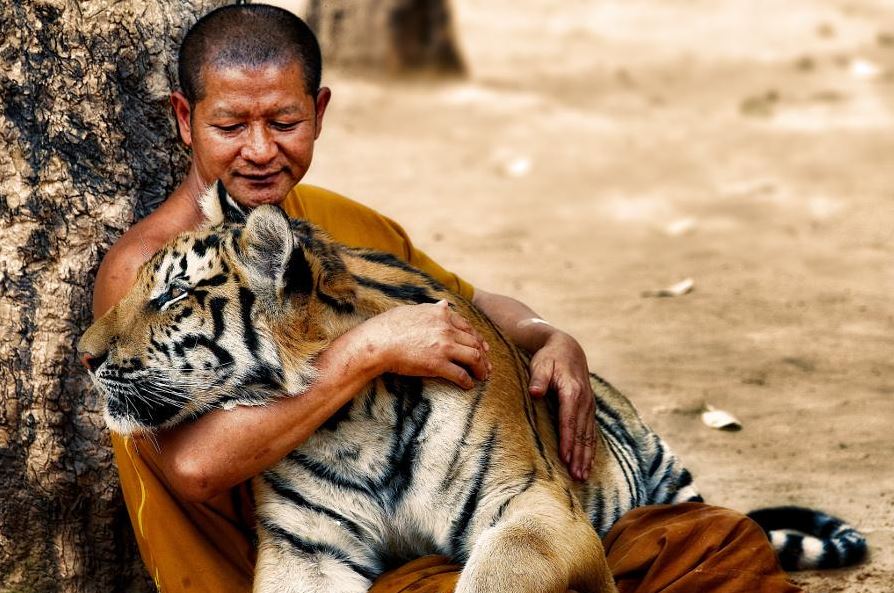 OMG: Tigers living ‘peacefully’ with Buddhist monks in a temple ...
