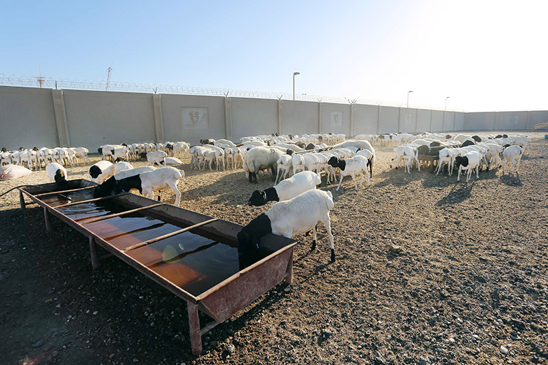 Bahrain News: New reprieve for Muharraq barns