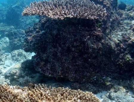 Middle East News: Qatar coral reef at risk from warming seas