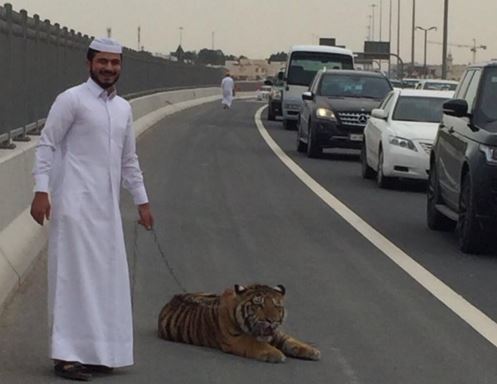 Qatar: Tiger on the loose in Doha: Owner faces legal action