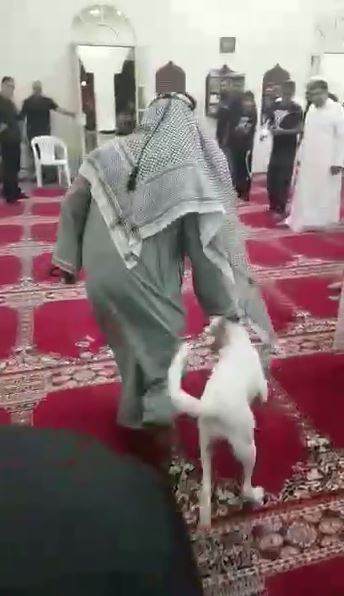 Bahrain News: Video of dog running into mosque goes viral