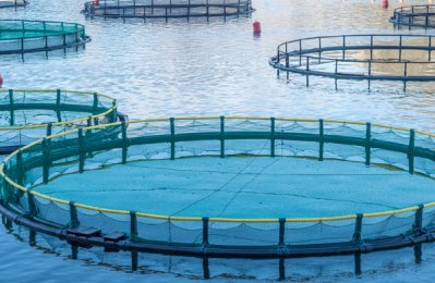 Qatar Business: Qatar’s MEC plans fish farming, aquaculture projects