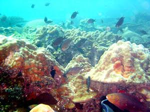 Bahrain News: Report: 90 per cent of Bahrain's coral reefs have been ...