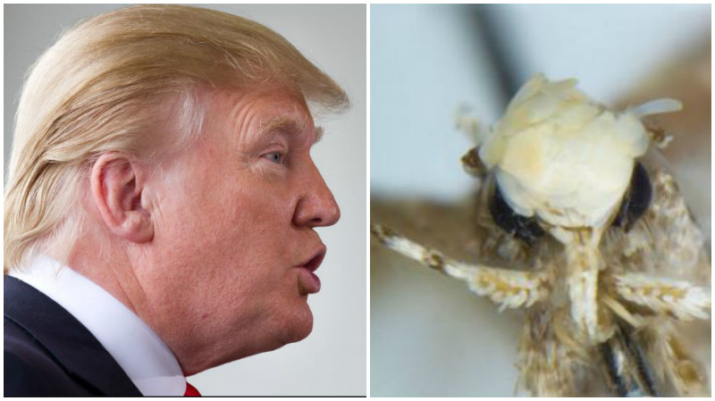 OMG: Tiny moth with distinctive 'hairdo' named after Trump