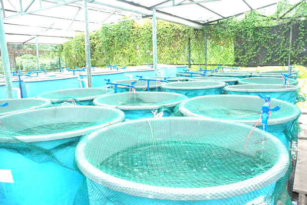 Bahrain News: Help to be provided for Bahrainis starting fish farming ...