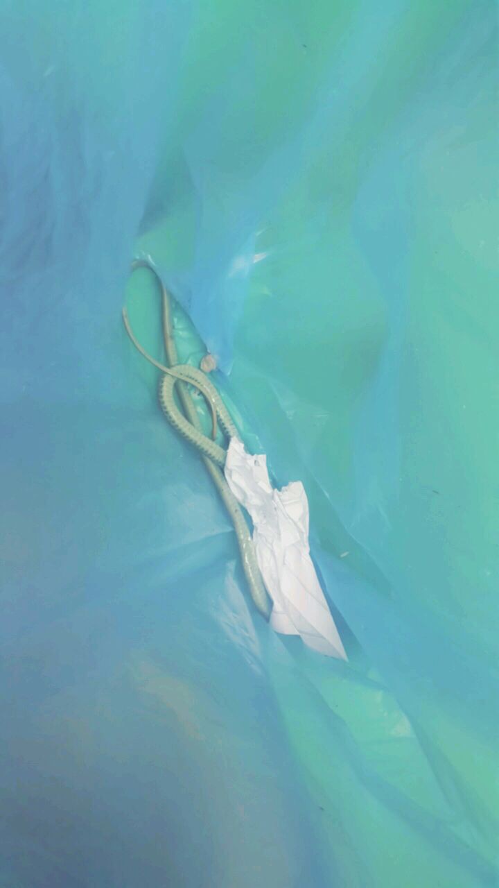 KSA: Snakes at school in Khamis Mushait spark panic