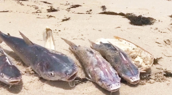 Kuwait: New species of fish wash up on Kuwaiti shores