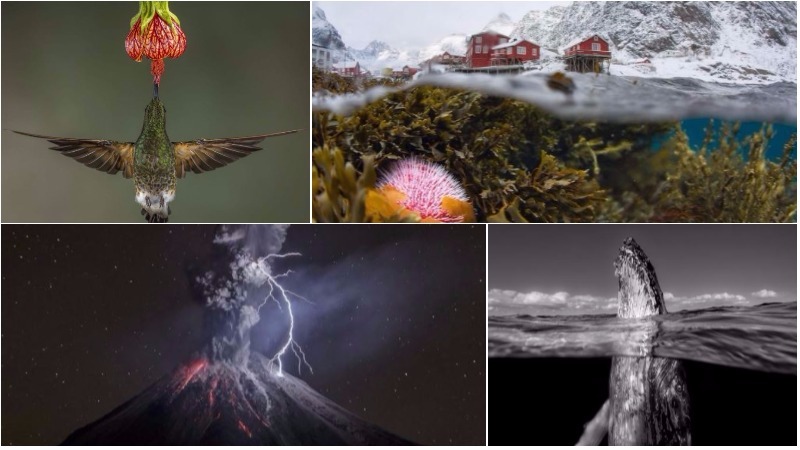 OMG: These 25 incredible photos from nature photographers will leave ...