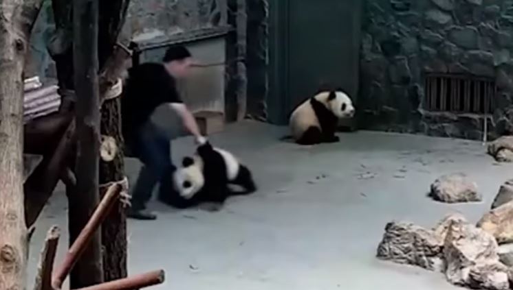 OMG: China outrage over 'panda abuse' video