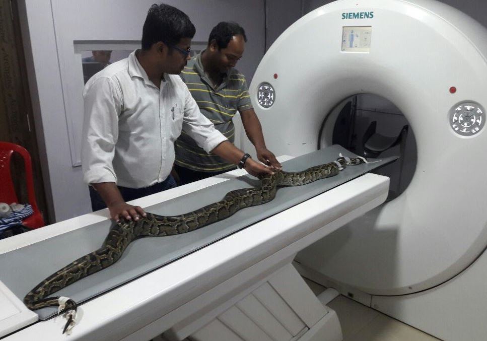 OMG: India: Eight foot long injured python undergoes CT scan