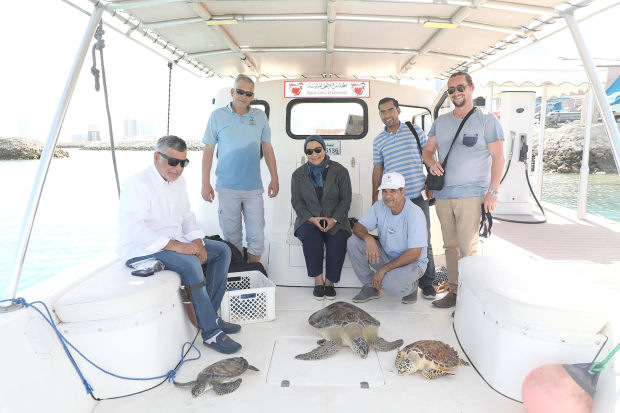 Bahrain News: Three rare sea turtles returned to sea after five-month ...