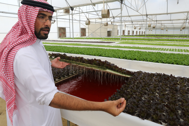 Bahrain News: Bahrain farms ‘key to food security’