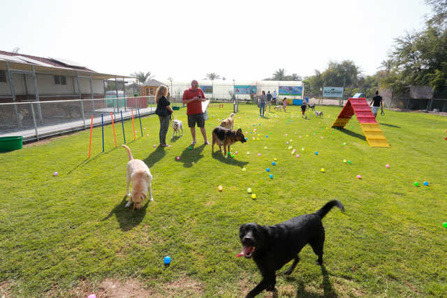 Photo Gallery: Bahrain’s first dog park opens at Bed and Biscuits pet store