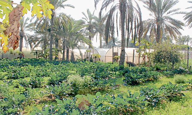 Bahrain News: Soil maps can help protect agriculture says French expert