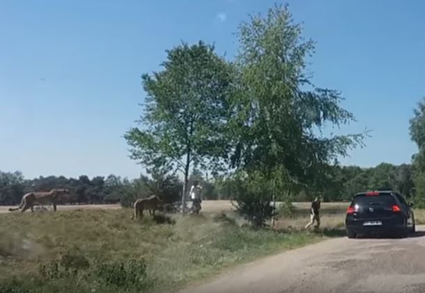 OMG: Family survive close encounter with cheetahs at Dutch safari park