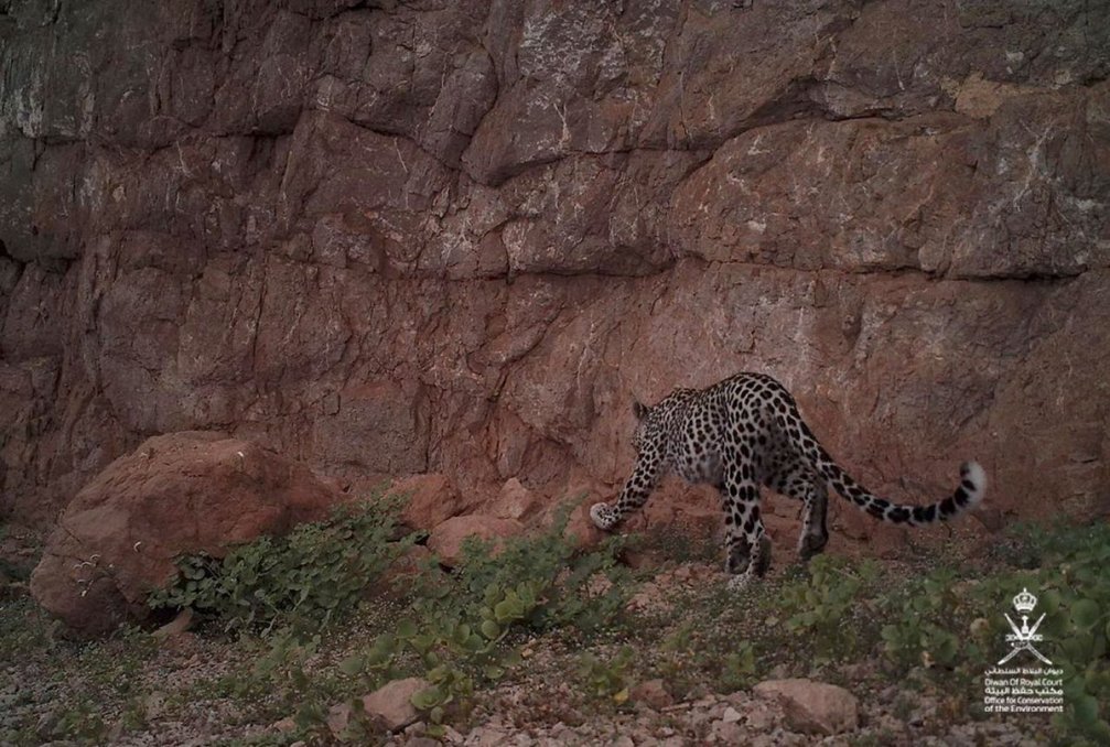 Oman: Arabian leopard spotted in Dhofar mountains