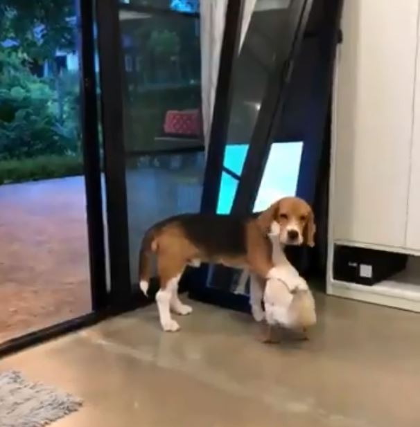 OMG: VIDEO: Adorable video of beagle and goose hugging goes viral!