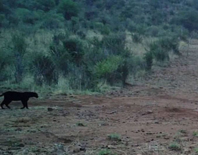 OMG: Photos: Black panther captured on camera in Africa for the first ...