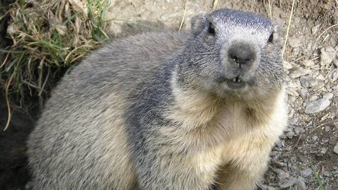 OMG: Mongolian couple dies of plague after eating raw marmot meat