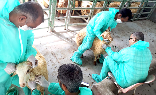 Bahrain News: Bahrain free of sheep and goat plague