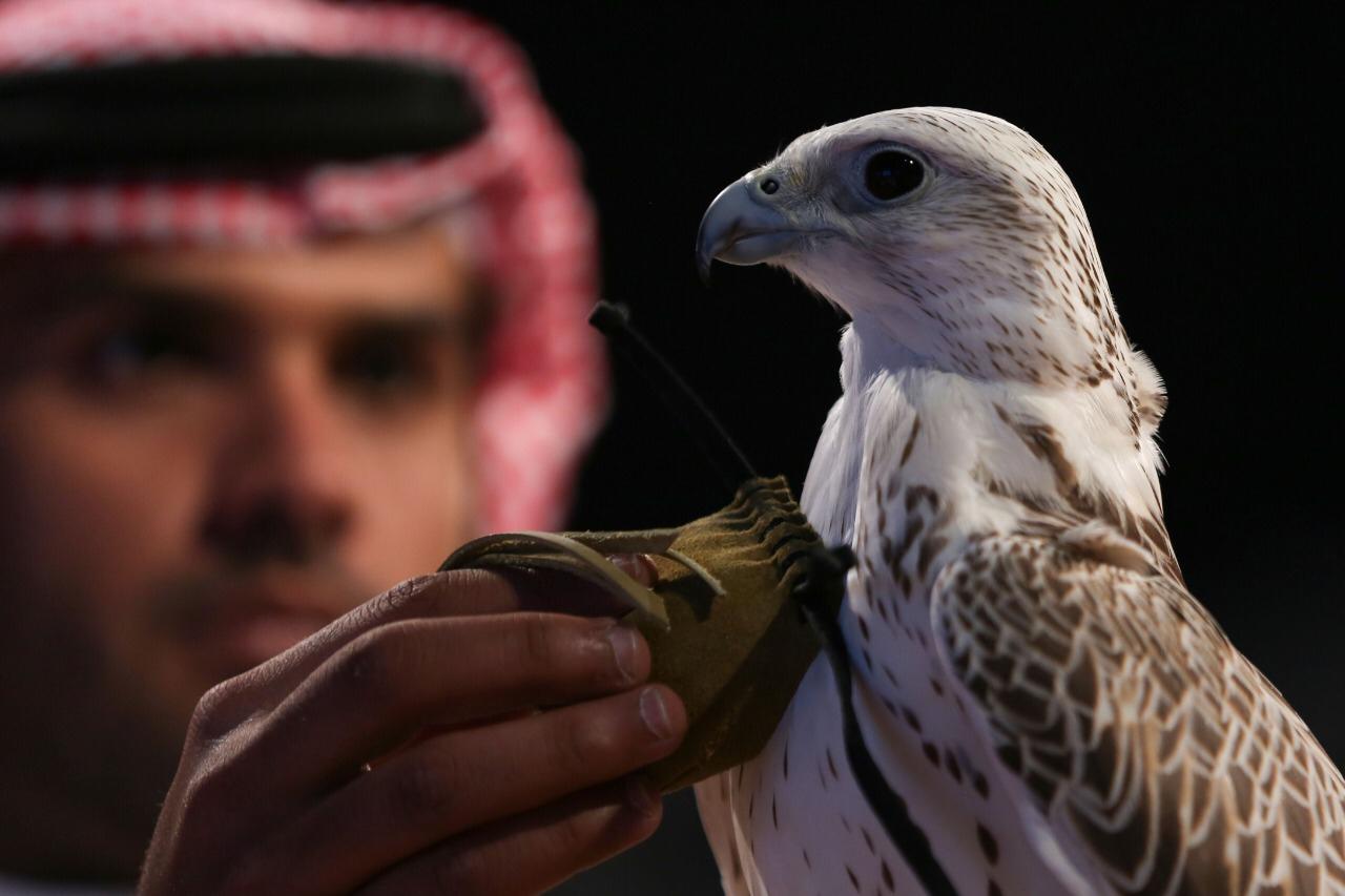 KSA: Second Saudi Falcons and Hunting Exhibition opens in Riyadh on Friday