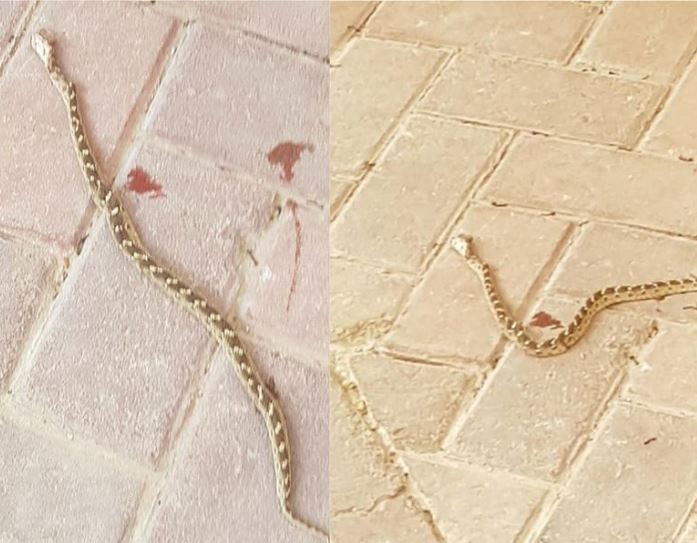 UAE: Residents spot venomous snakes in residential areas of 'New Dubai'
