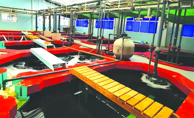 Bahrain News: Fish farming season begins
