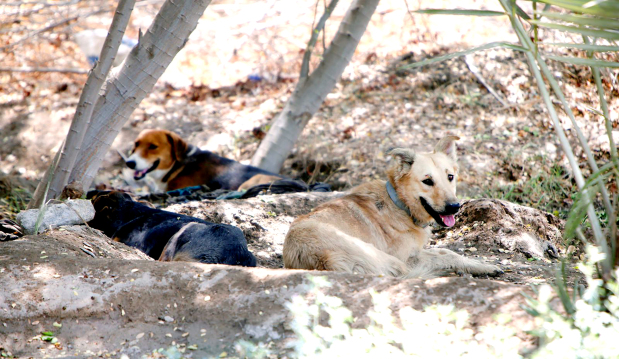Bahrain News: Move to list dogs as dangerous animals