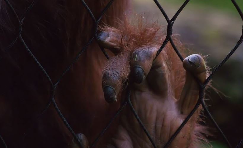 Bahrain News: Saving animals from extinction