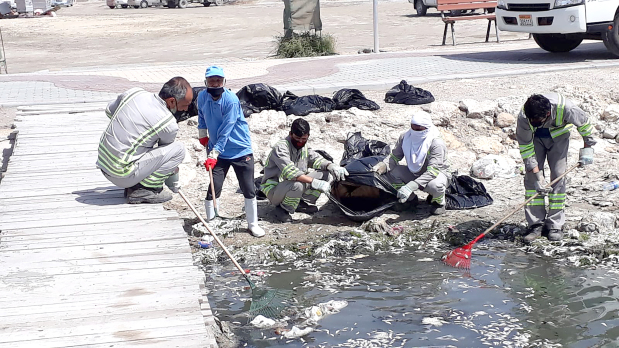 Bahrain News: VIDEO: Dead fish spur pollution alert