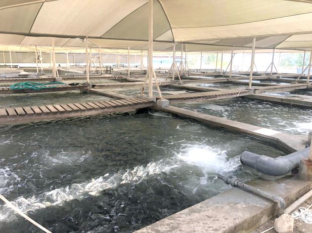 Bahrain News: Fish farm go-ahead