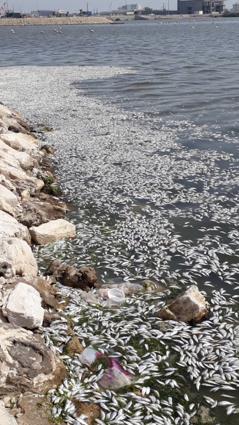 Bahrain News: Concern over pollution