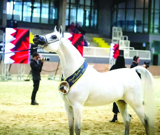 Other Sports: VIDEO: Bahrain horse shines in Italy