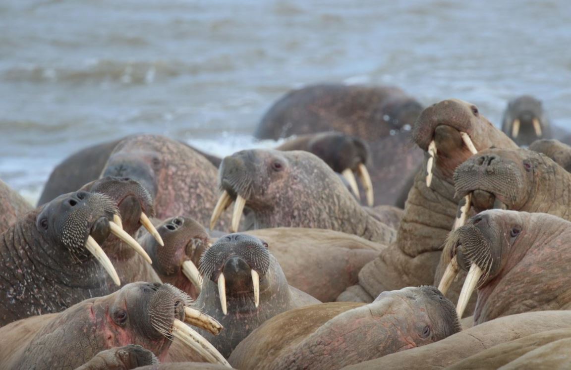 OMG: Russian scientists discover huge walrus haulout in Arctic circle