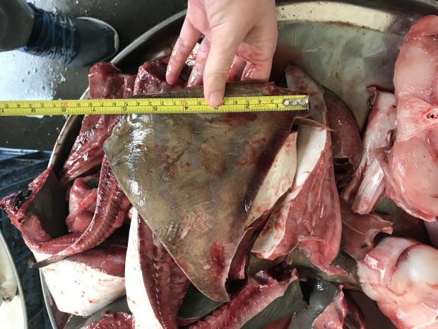 Bahrain News: Outlaw fishing of rare sharks call