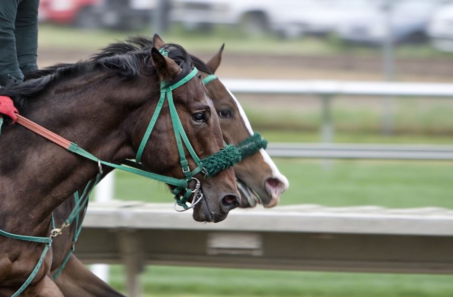 Other Sports: Jockey injured