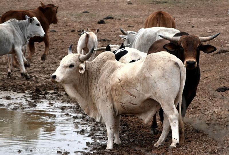 Bahrain News: Animals quarantined