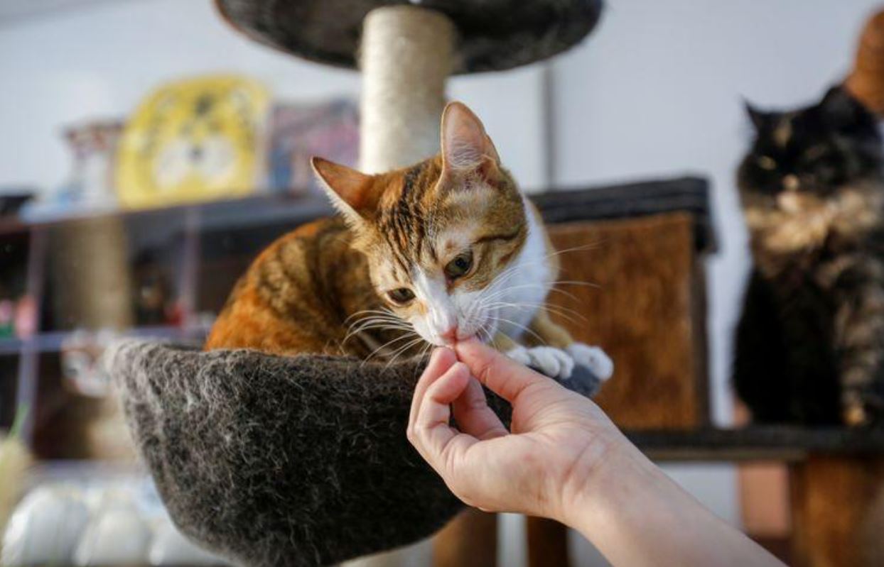 UAE: Dubai cat cafe hopes rescues will find purr-fect new homes