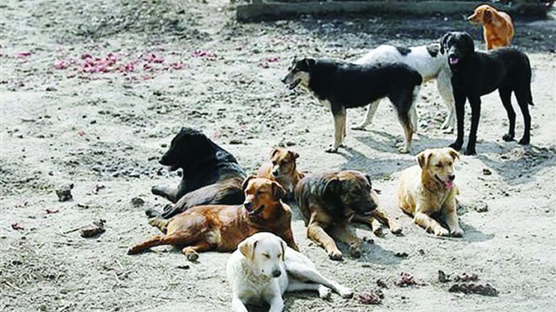 Bahrain News: Dogs menace