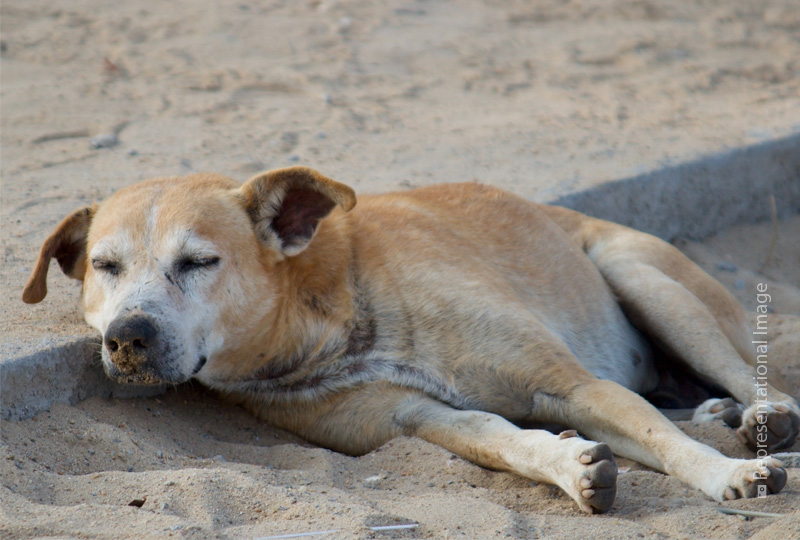 Bahrain News: Public pet park with shelter for stray dogs to be ready ...