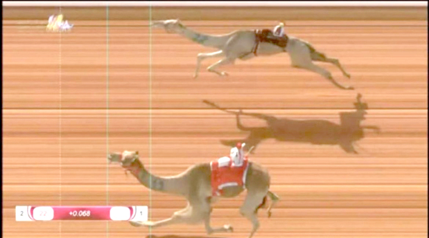Other Sports: Bahrain camel claims top spot in Saudi race