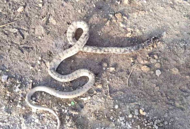 Bahrain News: VIDEO: Watch out for snakes in the bed!