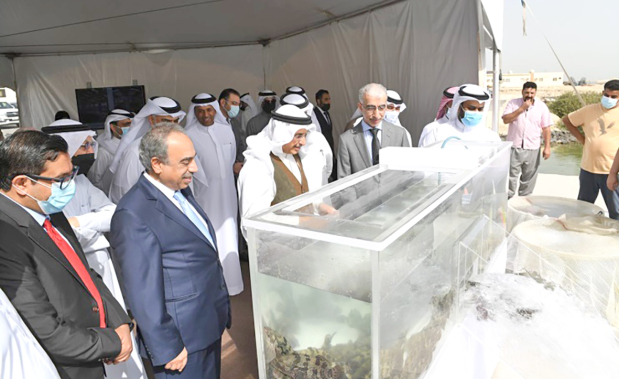 Bahrain News: 100,000 farmed fish released into sea