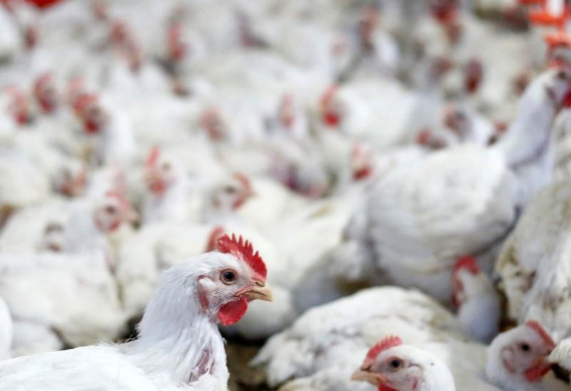 Bahrain News: Poultry prices surge due to demand and logistics cost