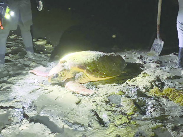 Bahrain News: Turtle Day call to save marine life