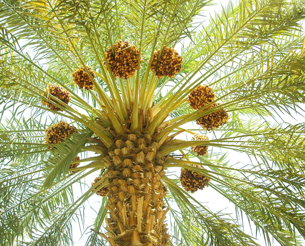 Bahrain News: 128,400 palm trees in Northern Governorate