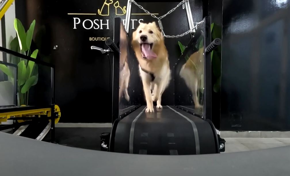 UAE: VIDEO: Pups enjoy the UAE's first indoor dog gym
