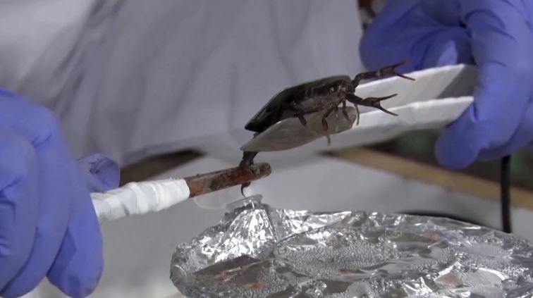 OMG: VIDEO: Turkish scorpion farmer milks arachnids for their expensive ...