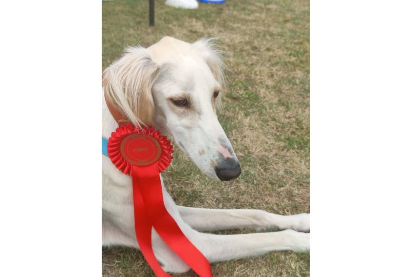 Bahrain News: Stray dog from Bahrain wins contest in Britain