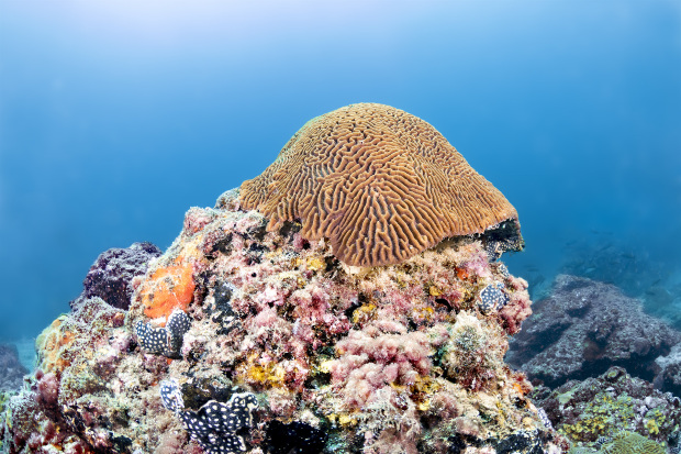 Bahrain News: Climate change threat to Bahrain’s coral reefs